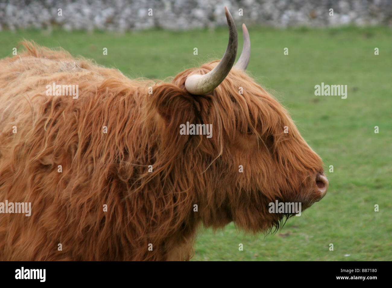 Kuh mit haariger nase -Fotos und -Bildmaterial in hoher Auflösung ...