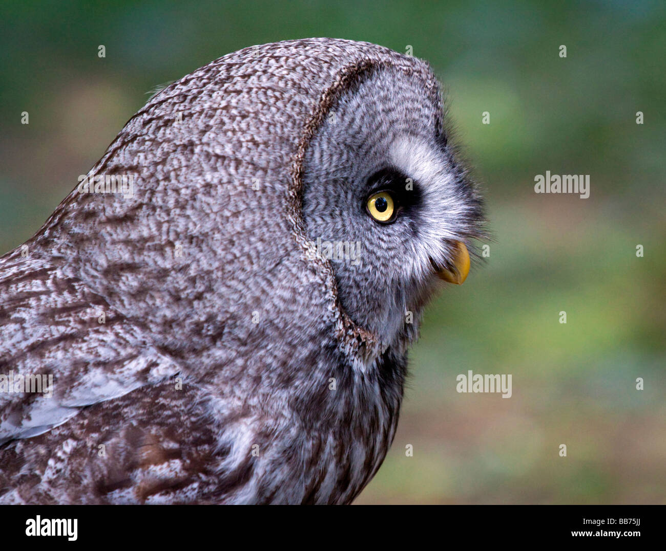 Tolle graue eulen -Fotos und -Bildmaterial in hoher Auflösung – Alamy
