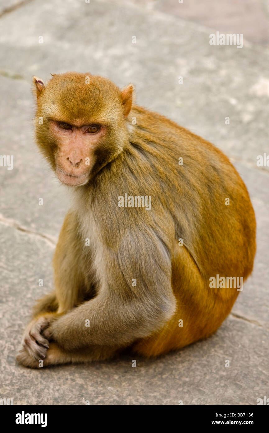 Rhesusaffe macaca mulatta -Fotos und -Bildmaterial in hoher Auflösung ...