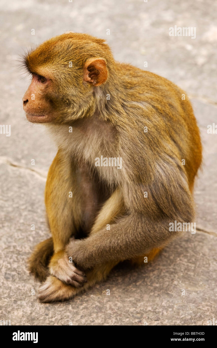 Indien macaca mulatta primaten alte welt rhesusaffe makaken -Fotos und ...