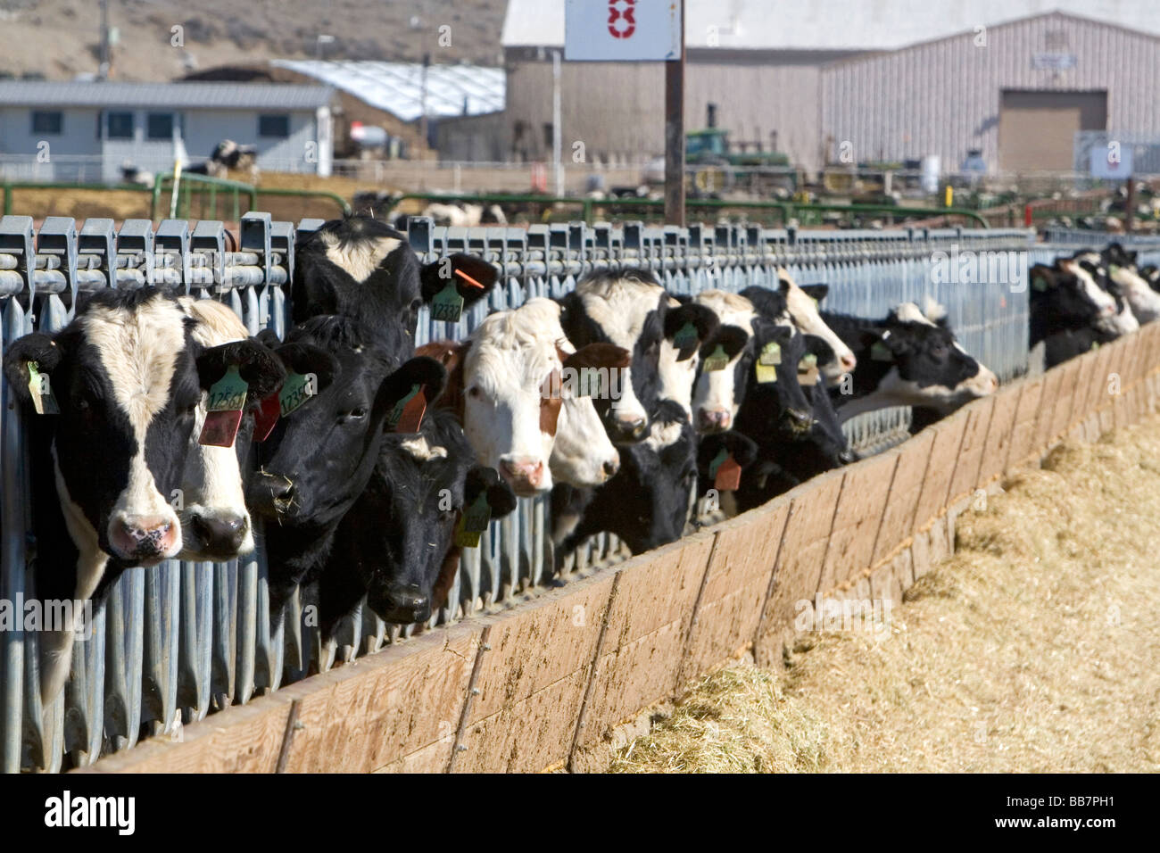 Massentierhaltung Von Den Rinder Stockfotos und -bilder Kaufen - Alamy