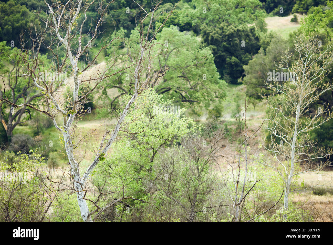Calabasas Los Angeles LA Vegetation Malibu Creek State Park ...