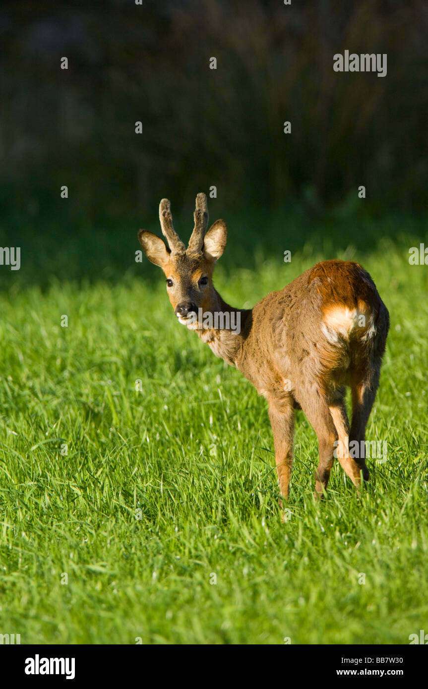 Roe deer buck may -Fotos und -Bildmaterial in hoher Auflösung – Alamy