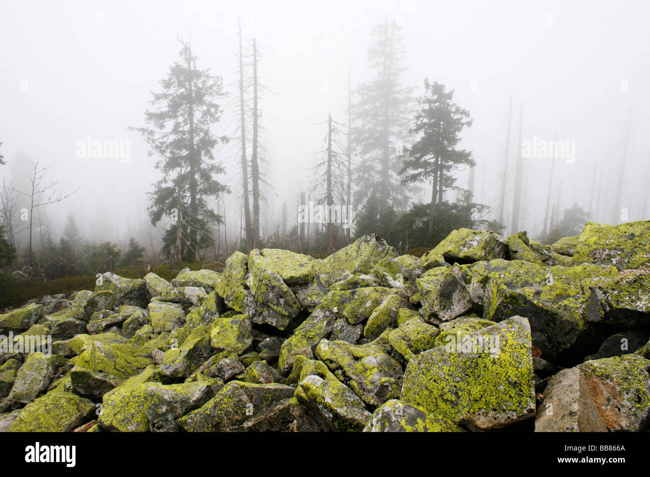 Wildpark lusen -Fotos und -Bildmaterial in hoher Auflösung – Alamy
