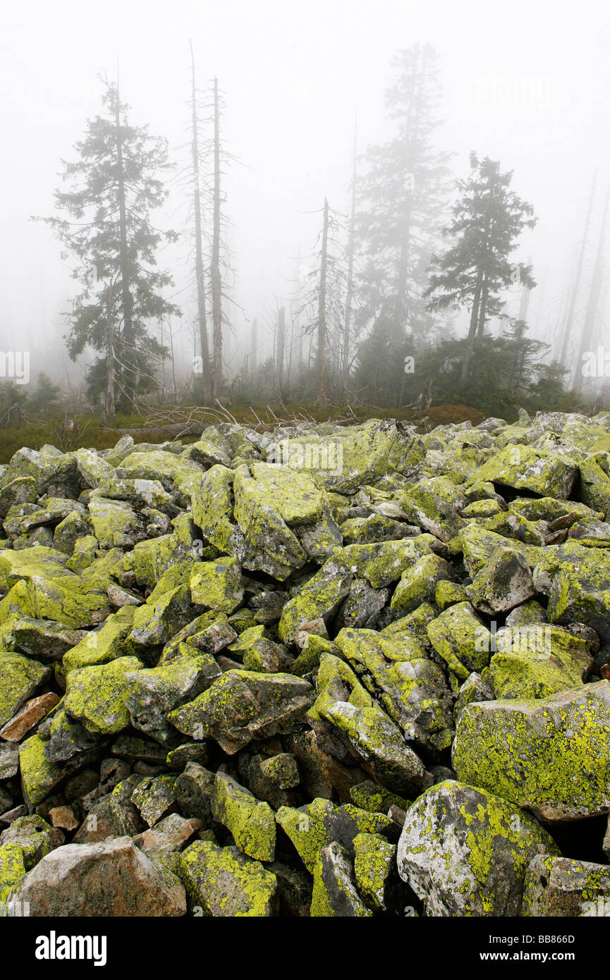 Wildpark lusen -Fotos und -Bildmaterial in hoher Auflösung – Alamy