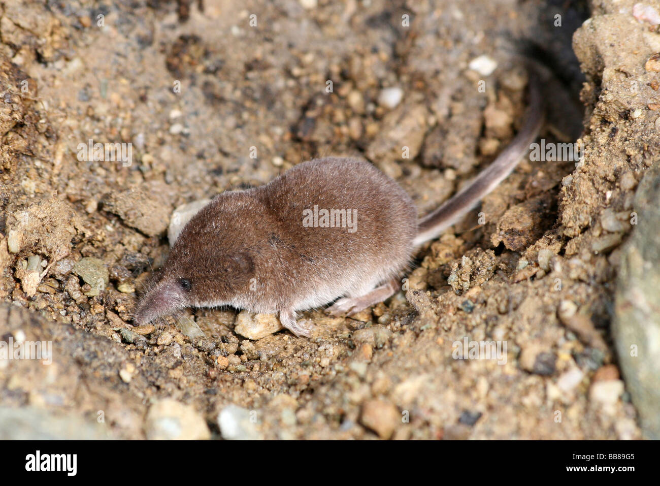 Eurasian common shrew sorex -Fotos und -Bildmaterial in hoher Auflösung ...