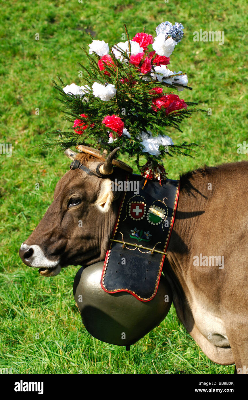 Kuh mit glocke -Fotos und -Bildmaterial in hoher Auflösung – Alamy