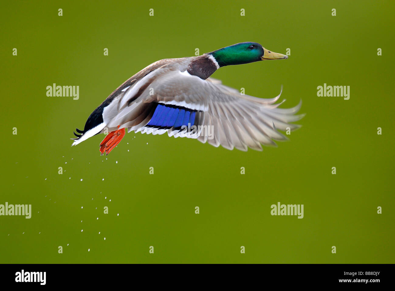 Fliegende enten -Fotos und -Bildmaterial in hoher Auflösung – Alamy