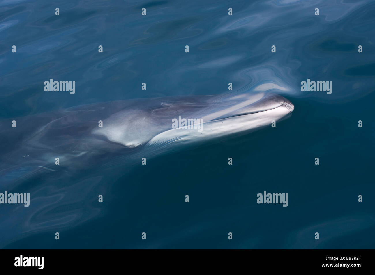 Finnwal balaenoptera physalus -Fotos und -Bildmaterial in hoher ...