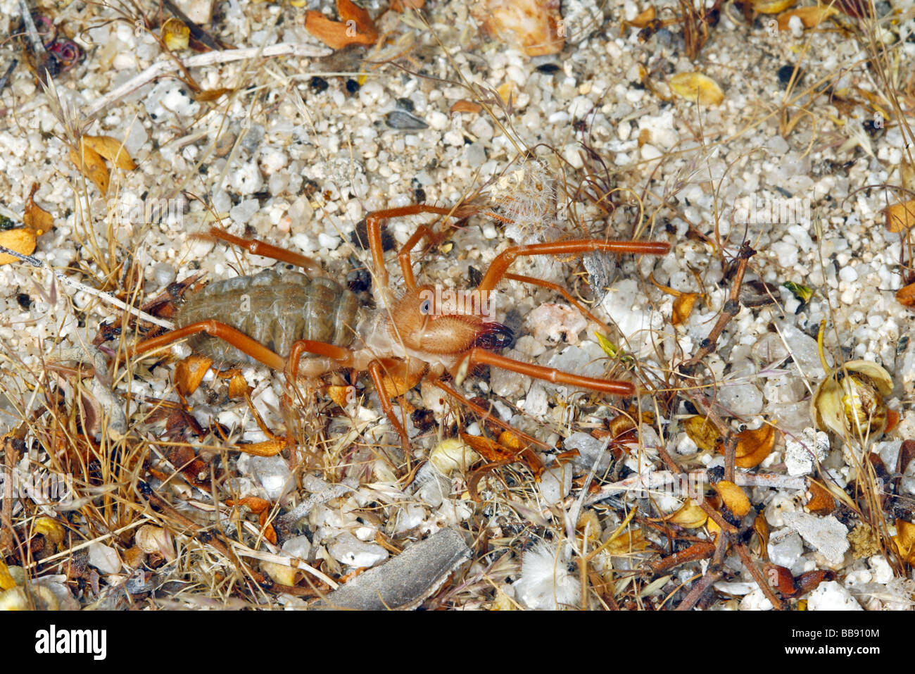 Wind scorpion -Fotos und -Bildmaterial in hoher Auflösung – Alamy