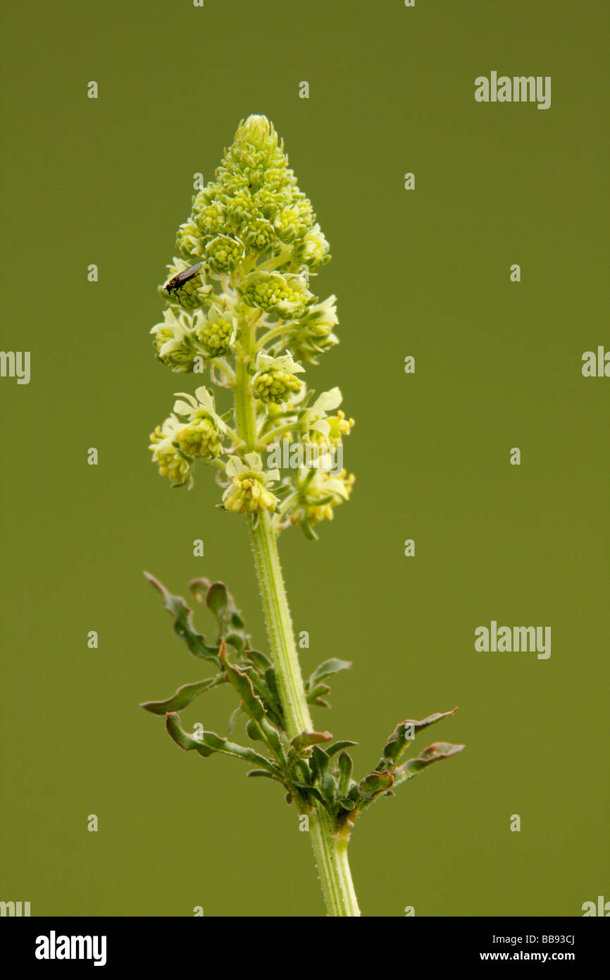 Reseda flower -Fotos und -Bildmaterial in hoher Auflösung – Alamy