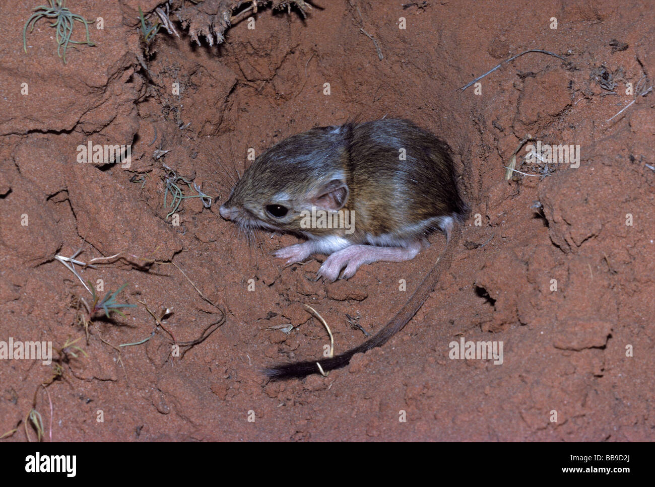 Kangaroo rat Stockfotos und -bilder Kaufen - Alamy