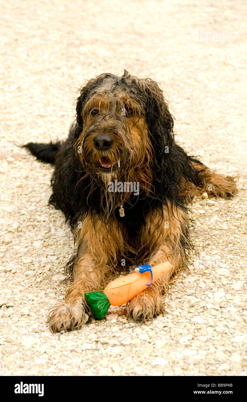 Schmutziger hund -Fotos und -Bildmaterial in hoher Auflösung – Alamy