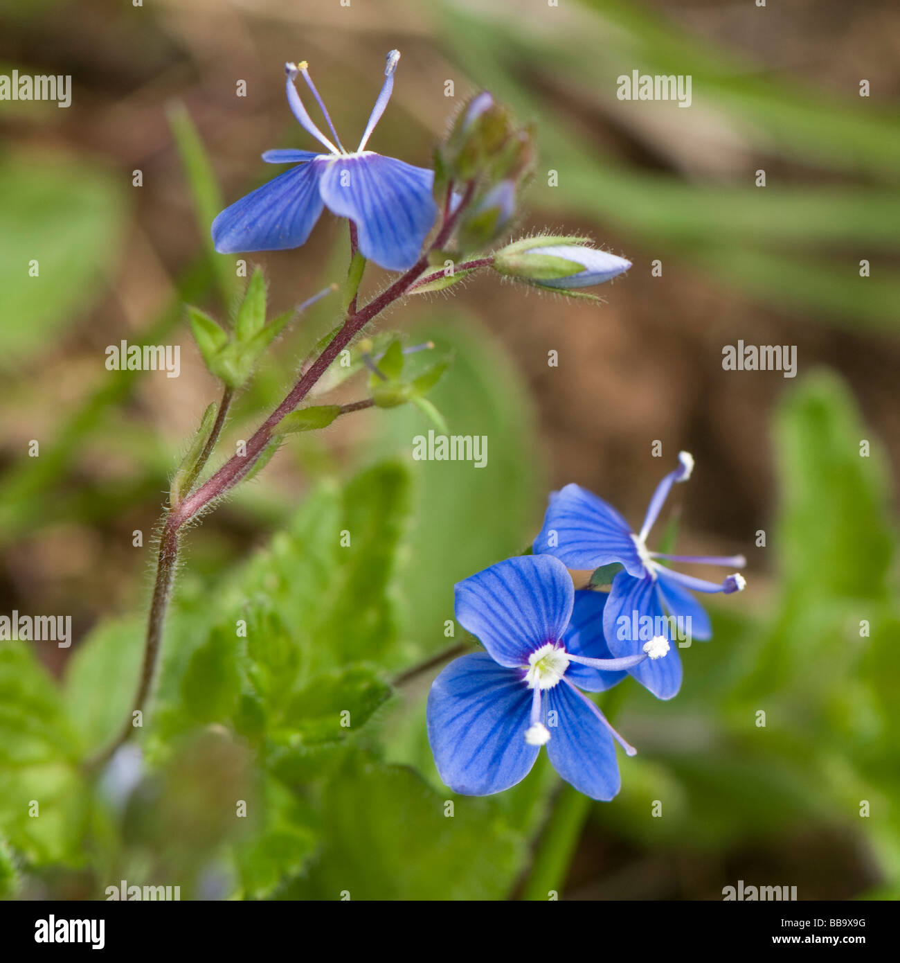 Germander speedwell veronica chamaedrys -Fotos und -Bildmaterial in ...