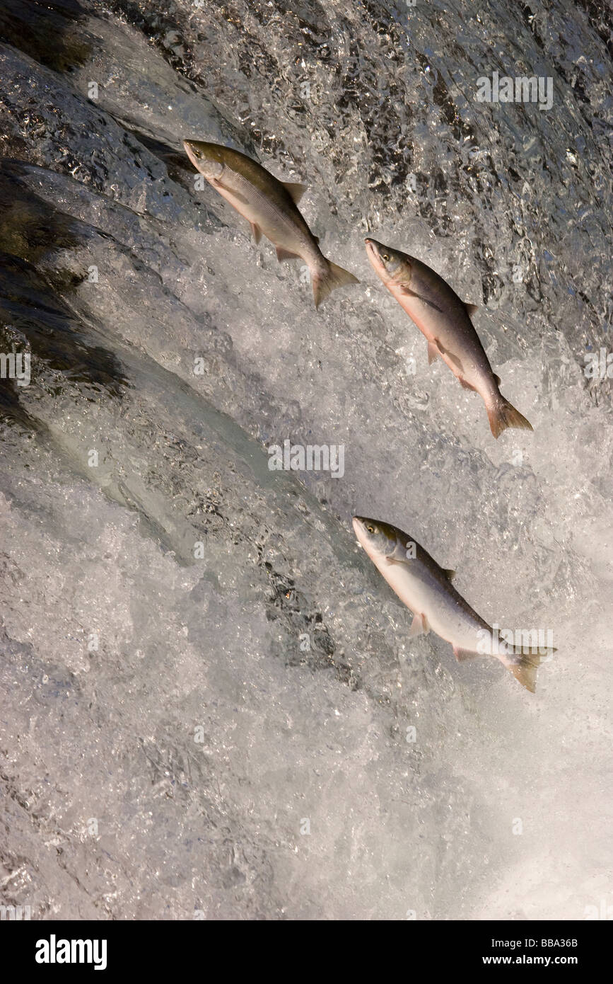 Sockeye Lachse, Wasserfall Oncorhynchus Nerka Katmai Nationalpark ...