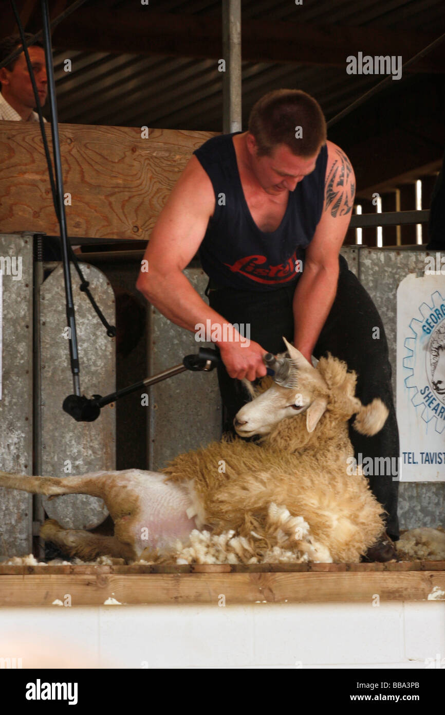 Sheep shaving -Fotos und -Bildmaterial in hoher Auflösung – Alamy