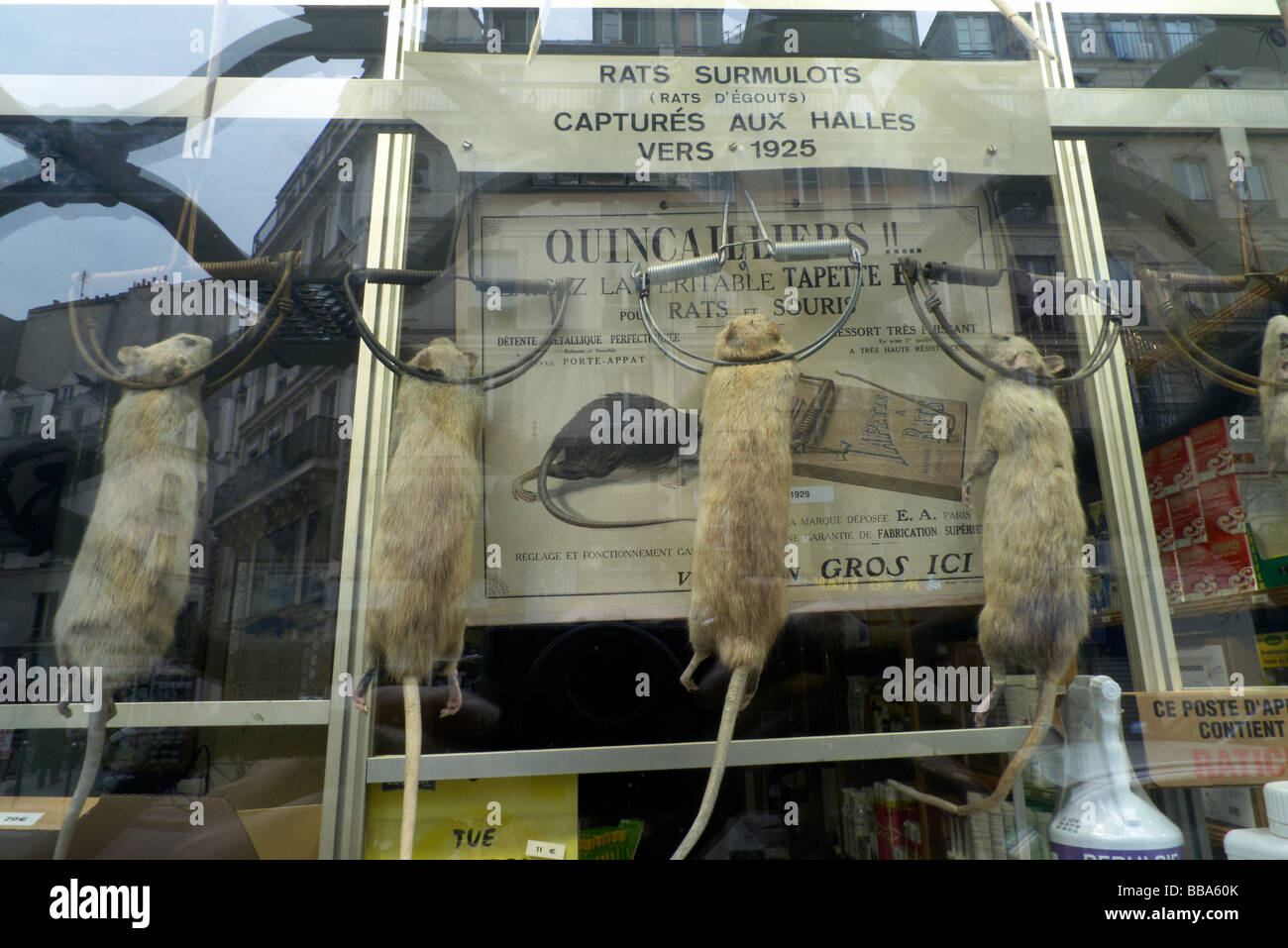 Ratten paris -Fotos und -Bildmaterial in hoher Auflösung – Alamy