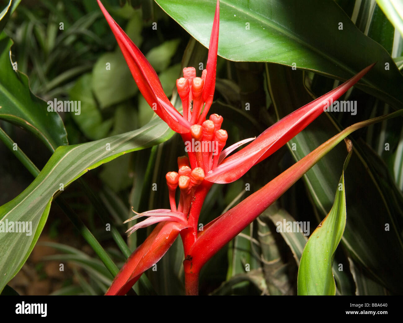 Paraguay tropical rainforest -Fotos und -Bildmaterial in hoher ...