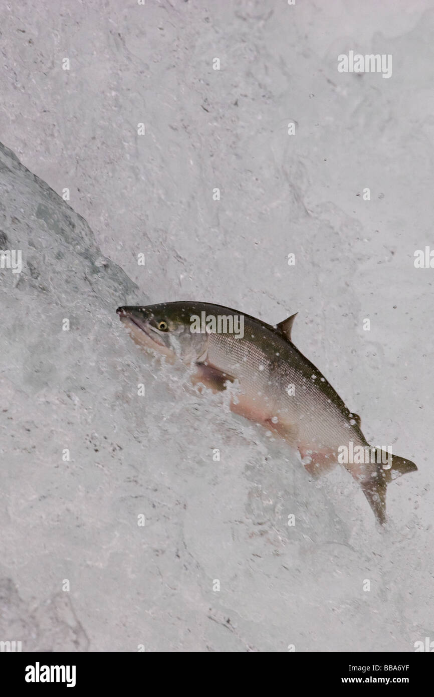 Sockeye Lachse, Wasserfall Oncorhynchus Nerka Katmai Nationalpark ...