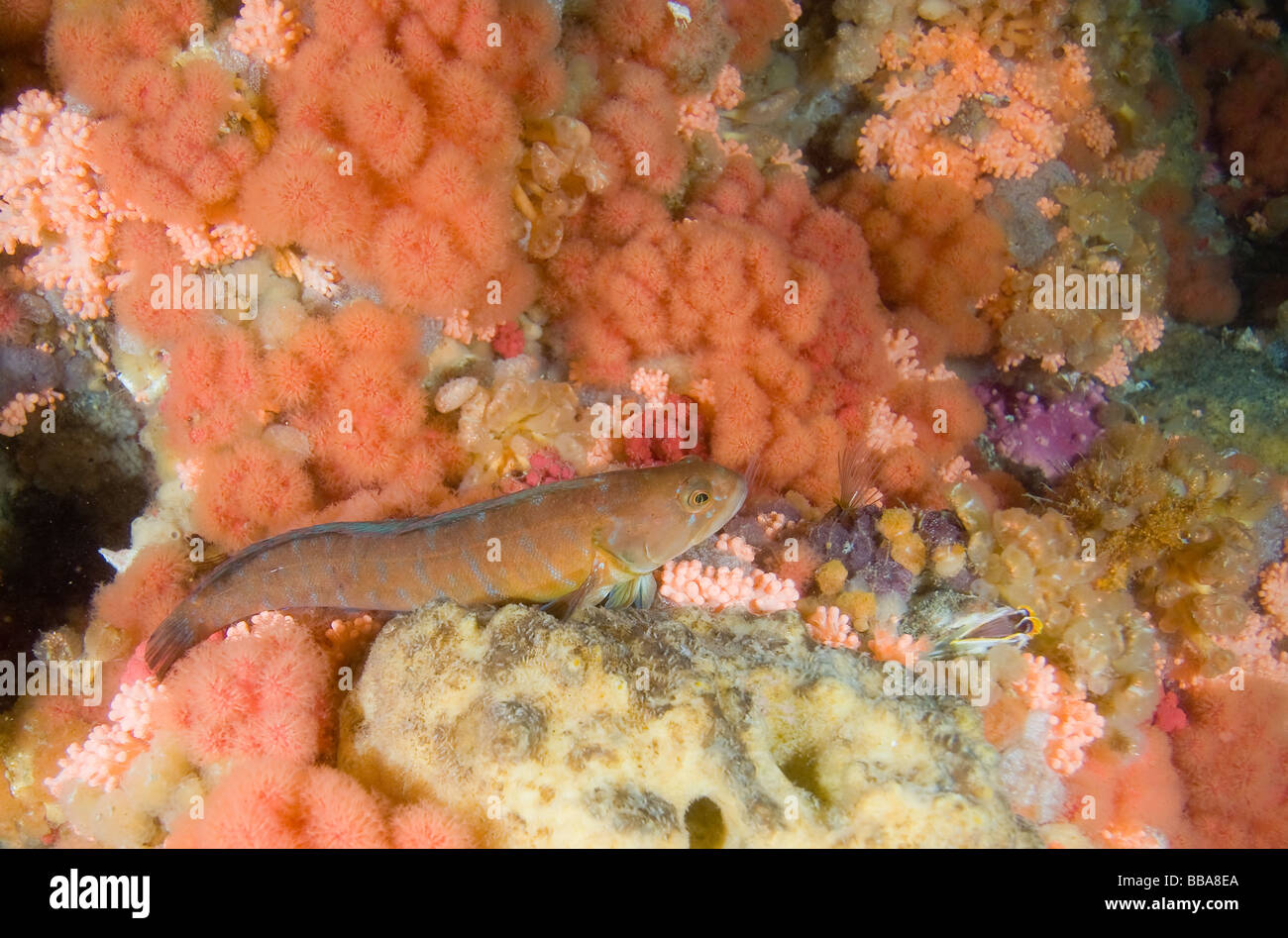 Alaska Ronquil Bathymaster Caeruleofasciatus am Riff Southeast Alaska ...