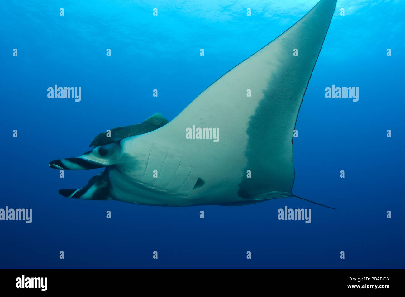 Riff mantarochen -Fotos und -Bildmaterial in hoher Auflösung – Alamy