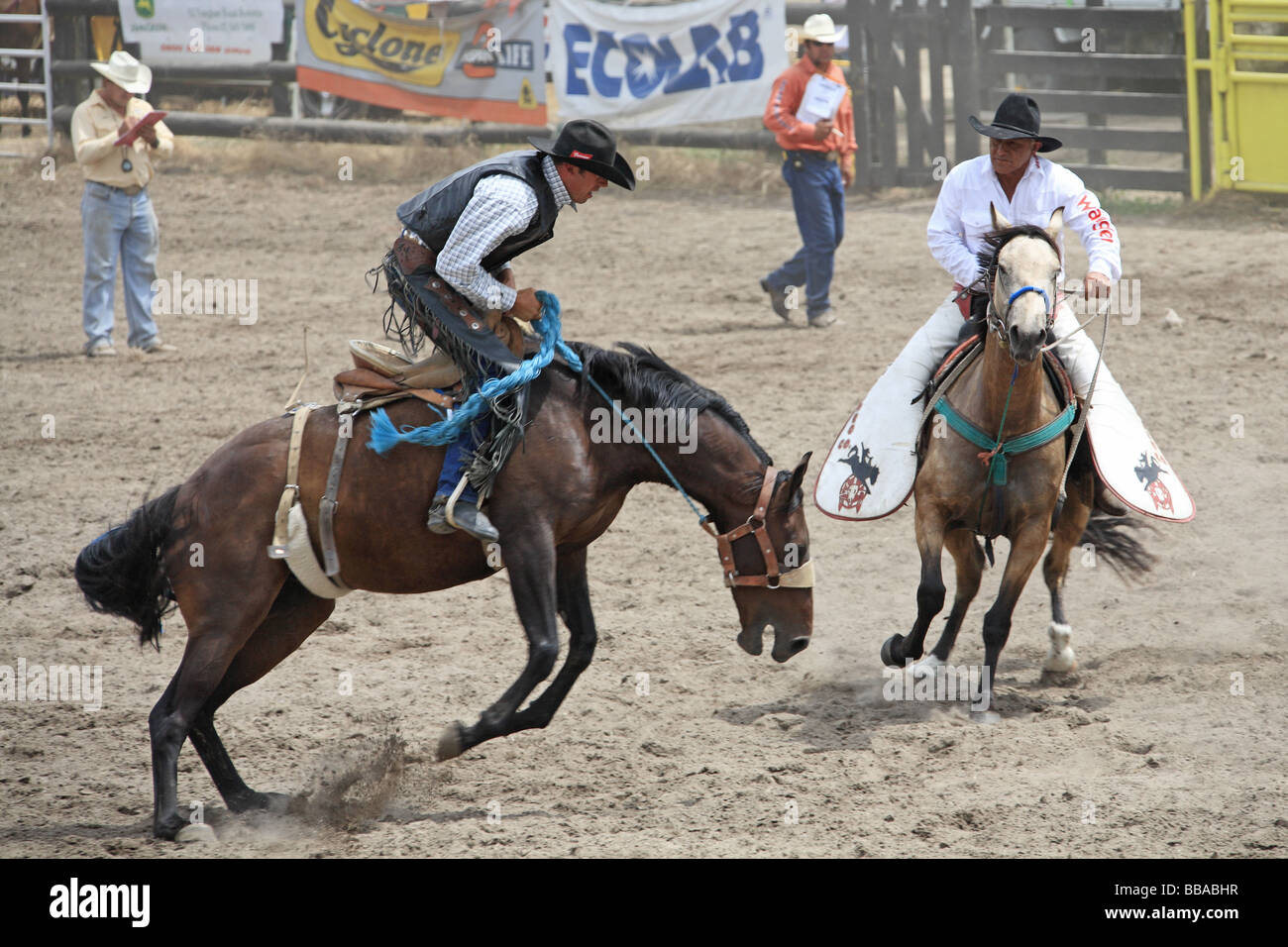 Warum Bocken Die Pferde Beim Rodeo? – Limmerkoll