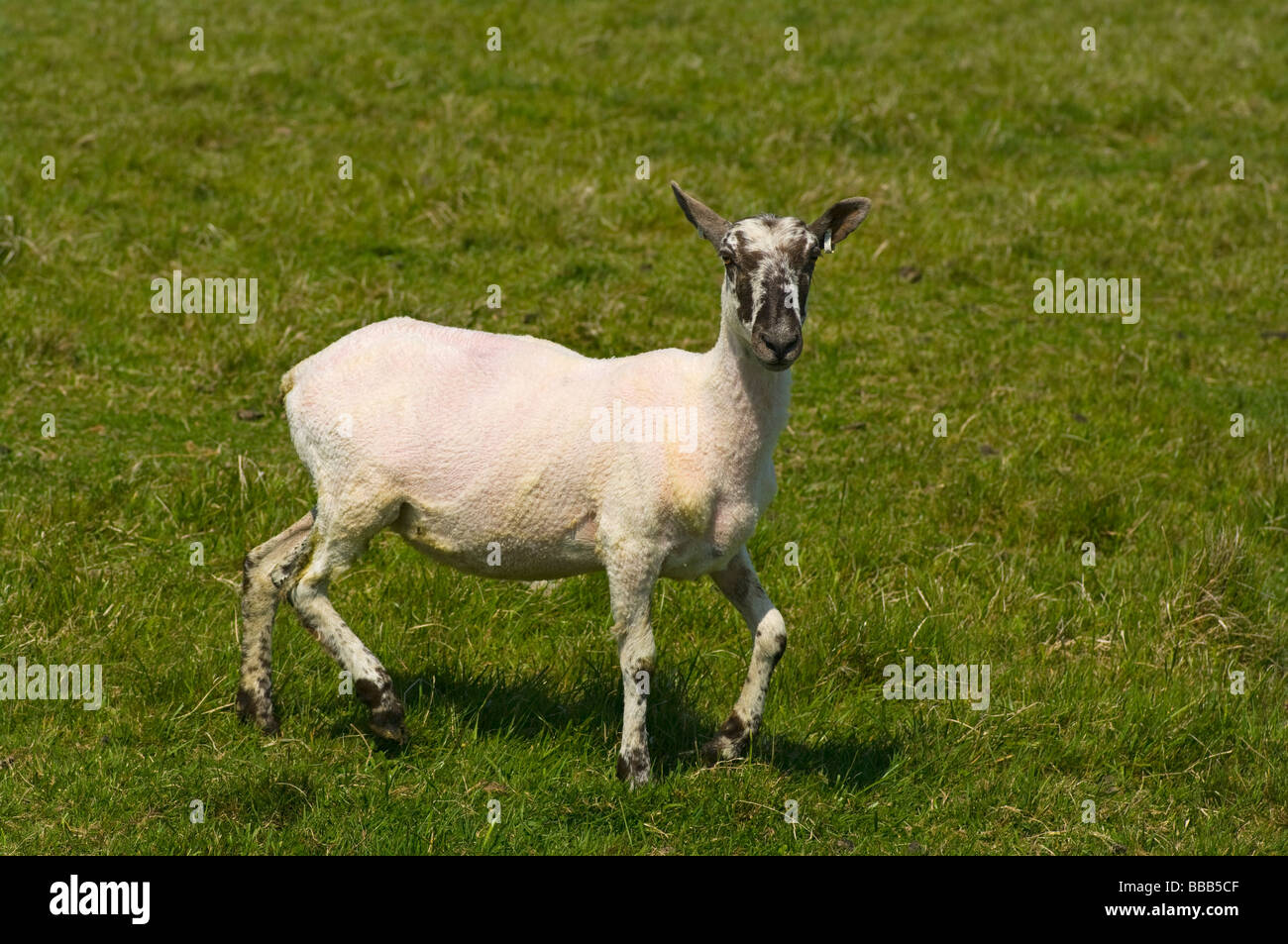 Shorn sheep -Fotos und -Bildmaterial in hoher Auflösung – Alamy