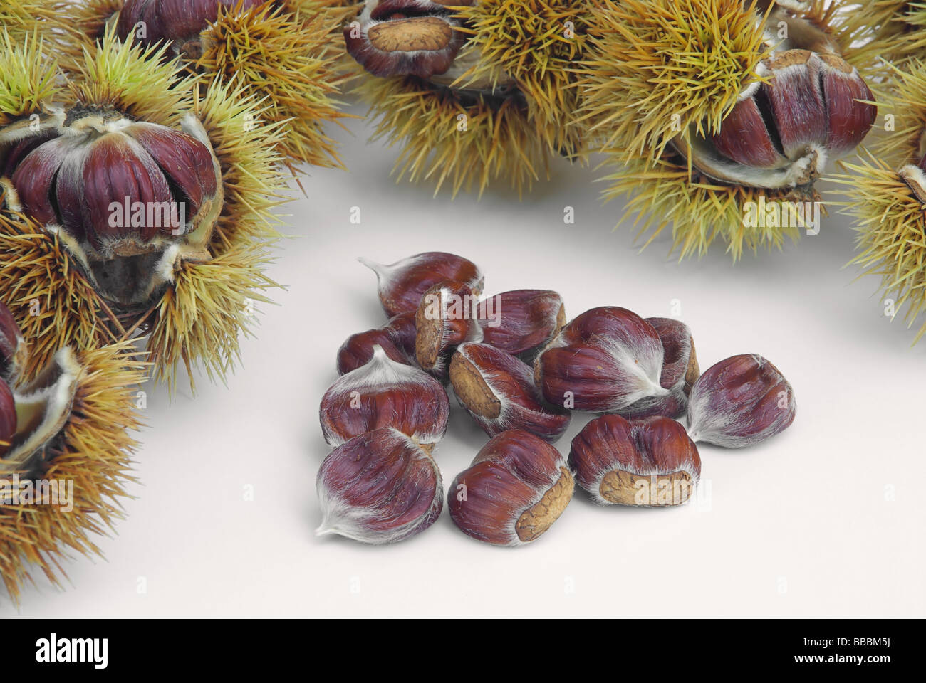 Castanea Sativa Edelkastanie Esskastanie Stockfotos und -bilder Kaufen ...