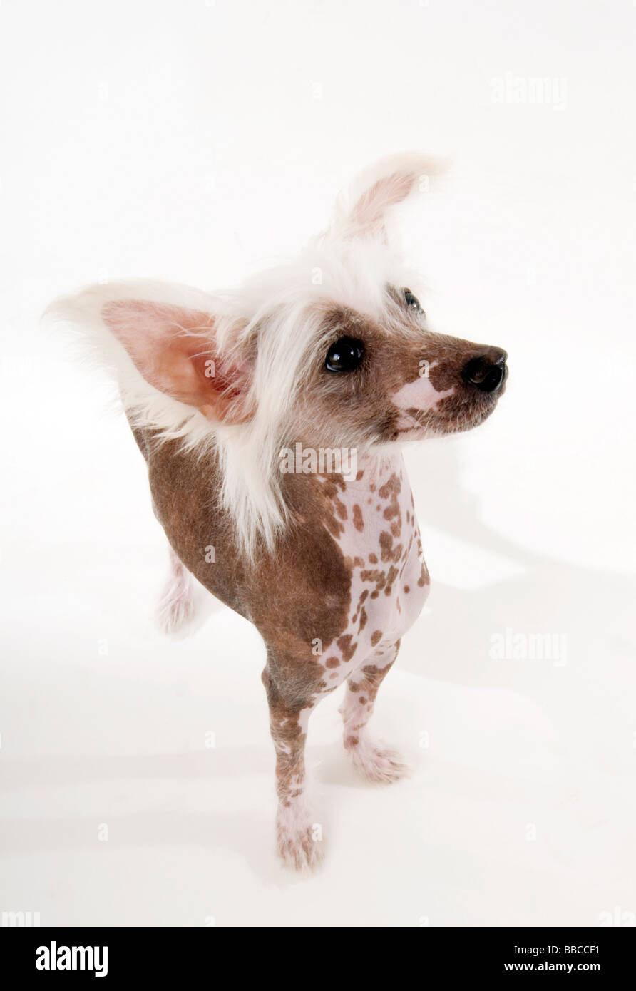 Dummer Hund Stockfotos und -bilder Kaufen - Alamy
