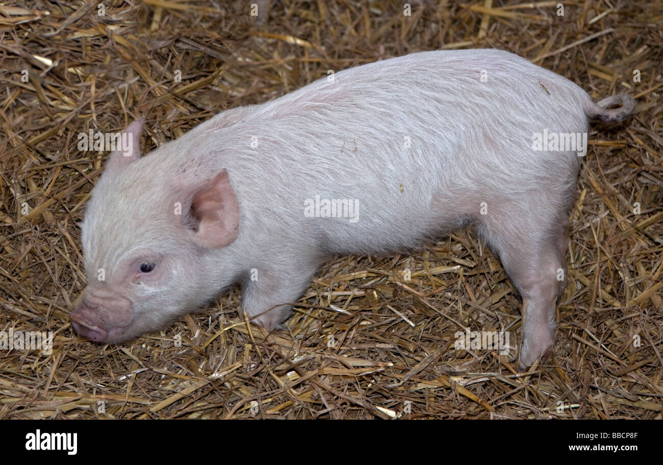 Weißes ferkel -Fotos und -Bildmaterial in hoher Auflösung – Alamy