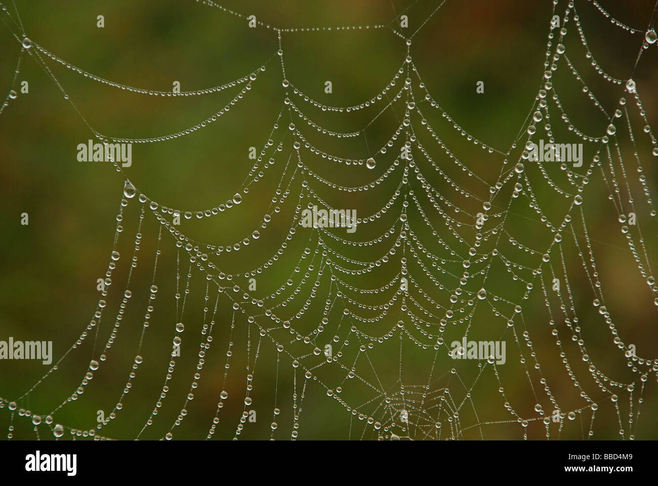 Spinnennetz oder spinnennetz Stockfotos und -bilder Kaufen - Alamy