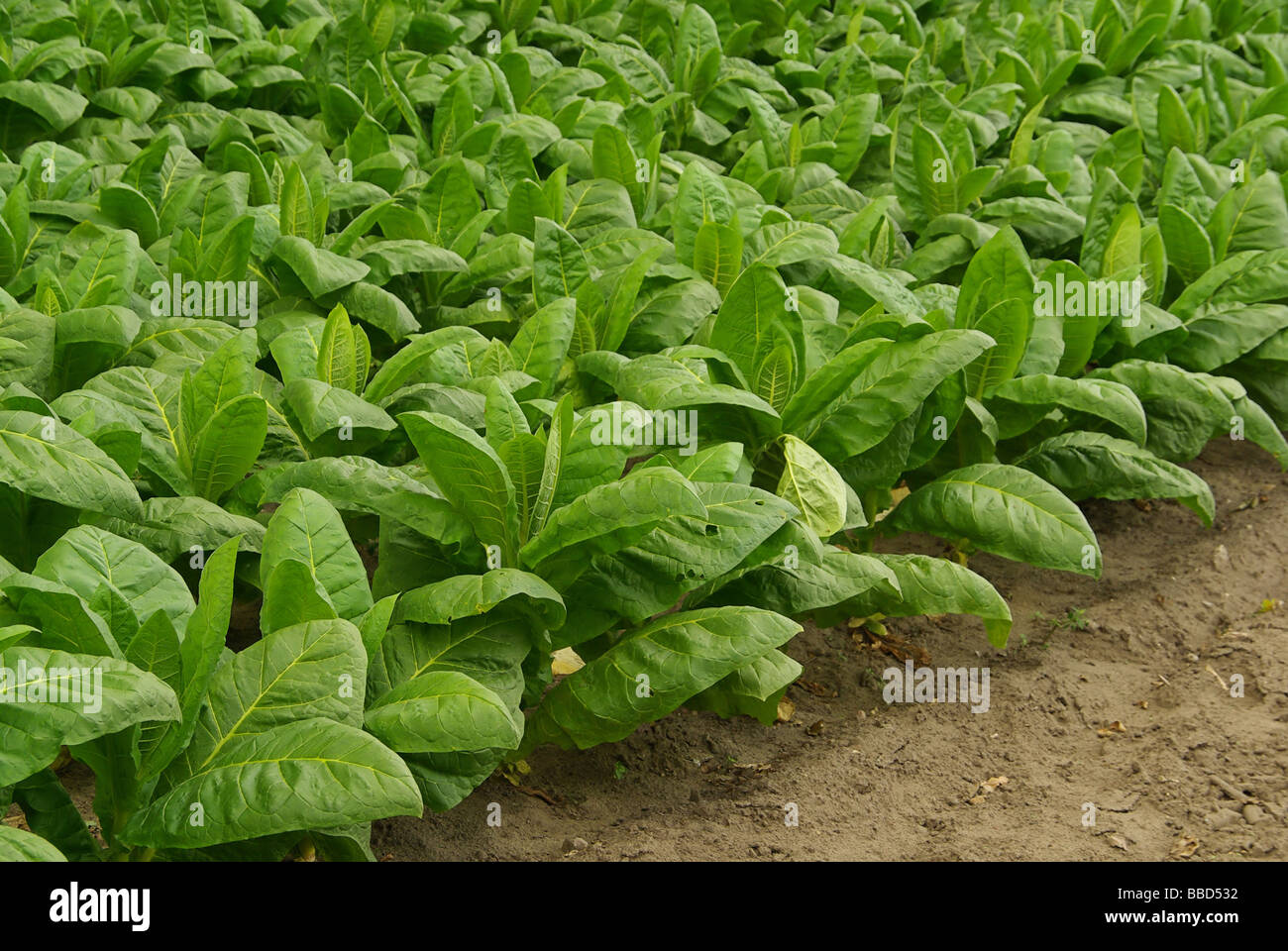 Kultivierter tabak pla -Fotos und -Bildmaterial in hoher Auflösung – Alamy