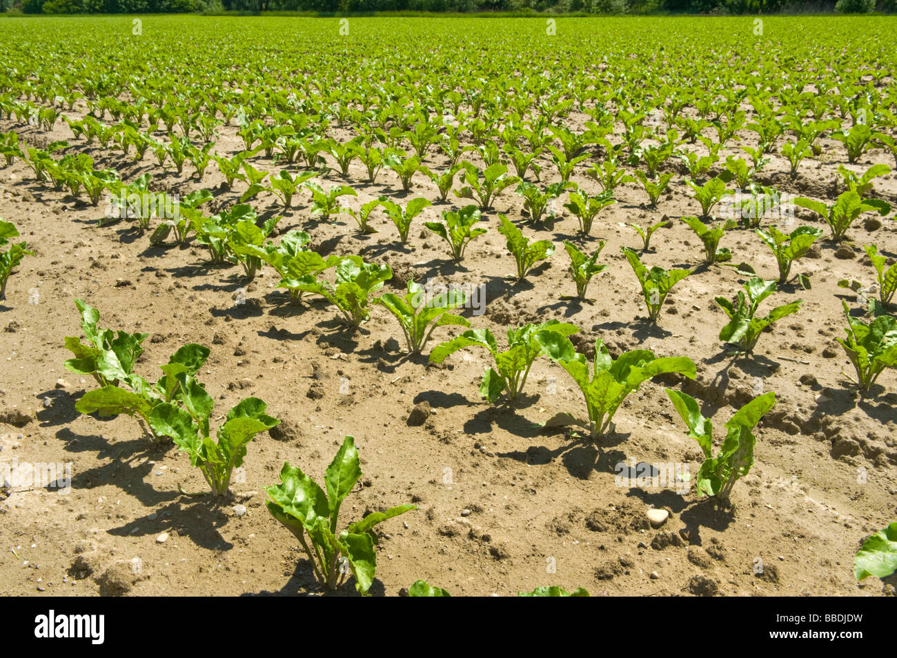 Zuckerrüben Zuckerrüben Zeile fruchtbar fruchtbare Feld bestellen ...