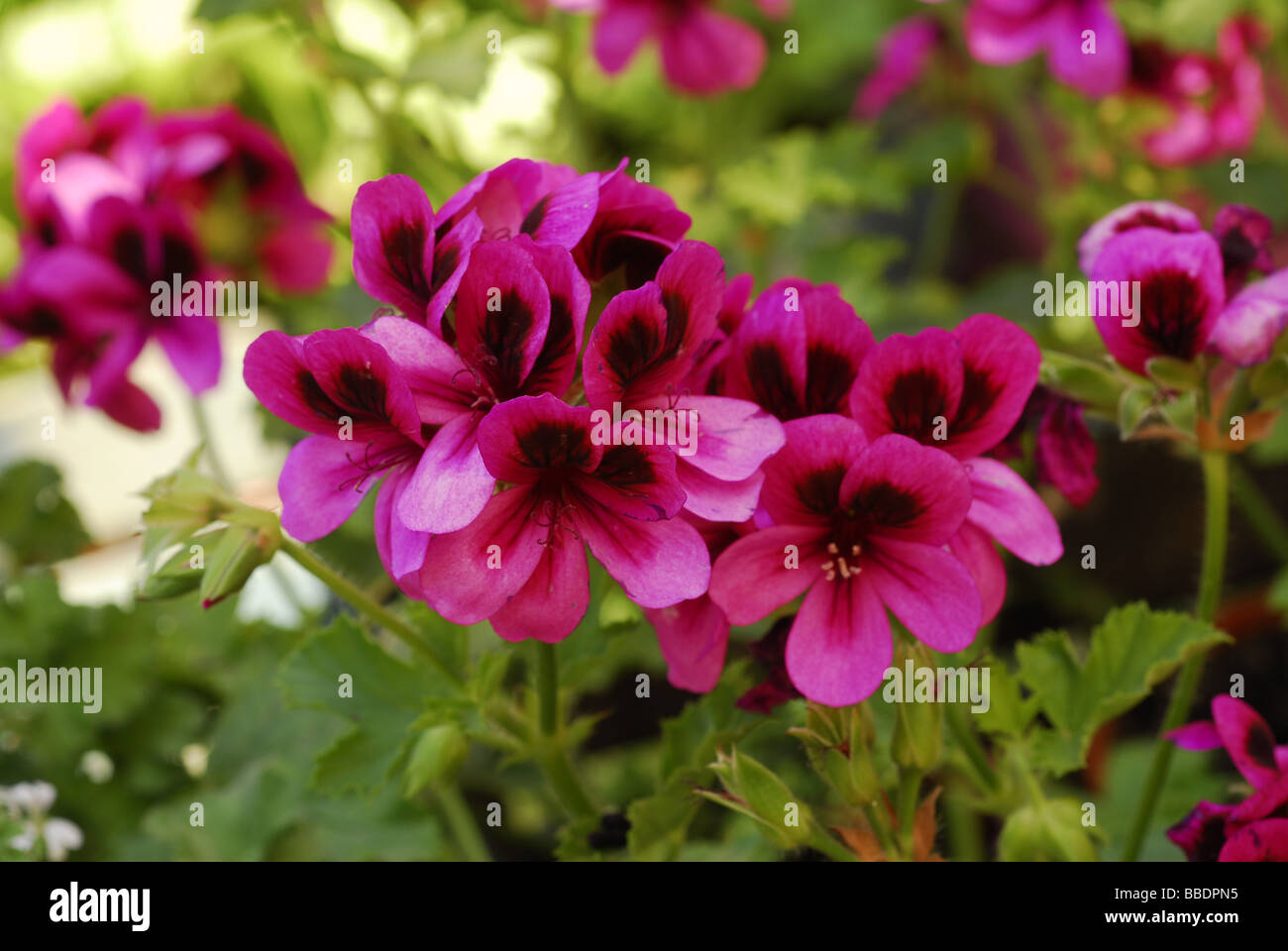 Geraniaceae blumen blume pflanzen pflanzen horocultural roberto nistri ...