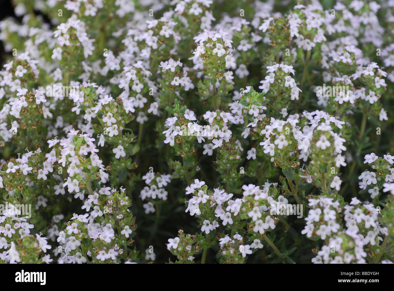 Thyme thymus sp -Fotos und -Bildmaterial in hoher Auflösung – Alamy