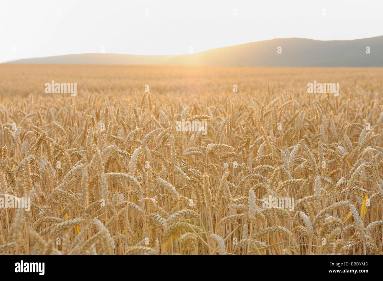 Feld im Sommer, Bayern, Deutschland Stockfotografie - Alamy