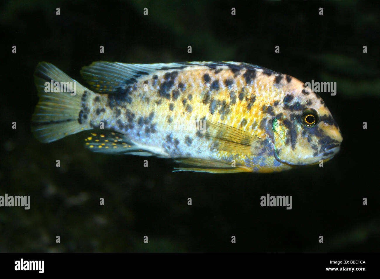 Malawi cichlid -Fotos und -Bildmaterial in hoher Auflösung – Alamy