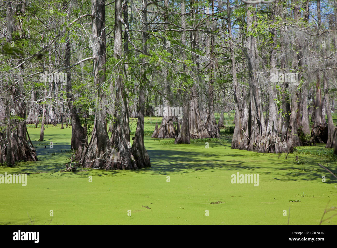 Cypress swamp louisiana -Fotos und -Bildmaterial in hoher Auflösung – Alamy