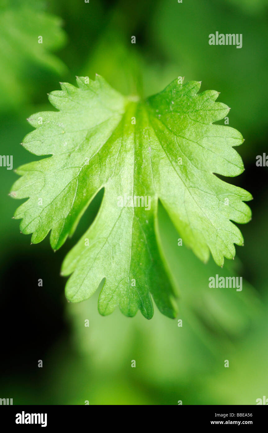 Coriandrum sativum -Fotos und -Bildmaterial in hoher Auflösung – Alamy