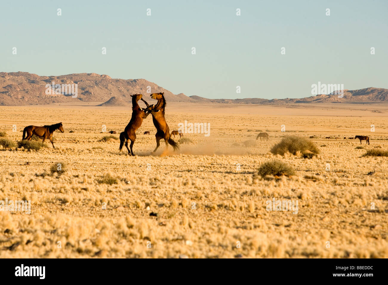 Pferde, Aus, Karas Region, Namibia Stockfotografie - Alamy