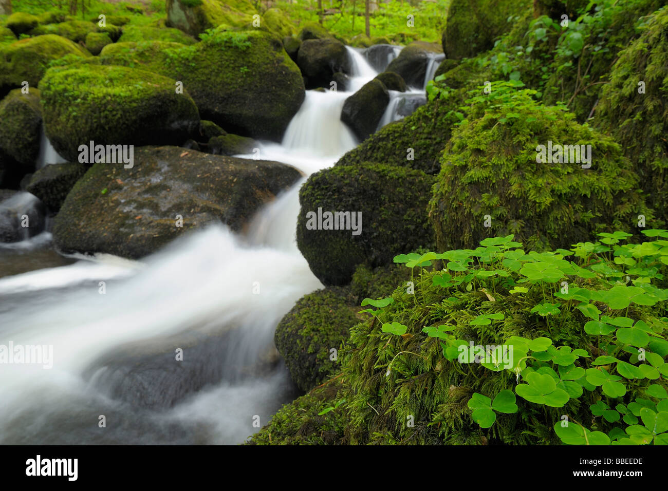 Bach im Wald, Schwarzwald, Deutschland Stockfotografie - Alamy