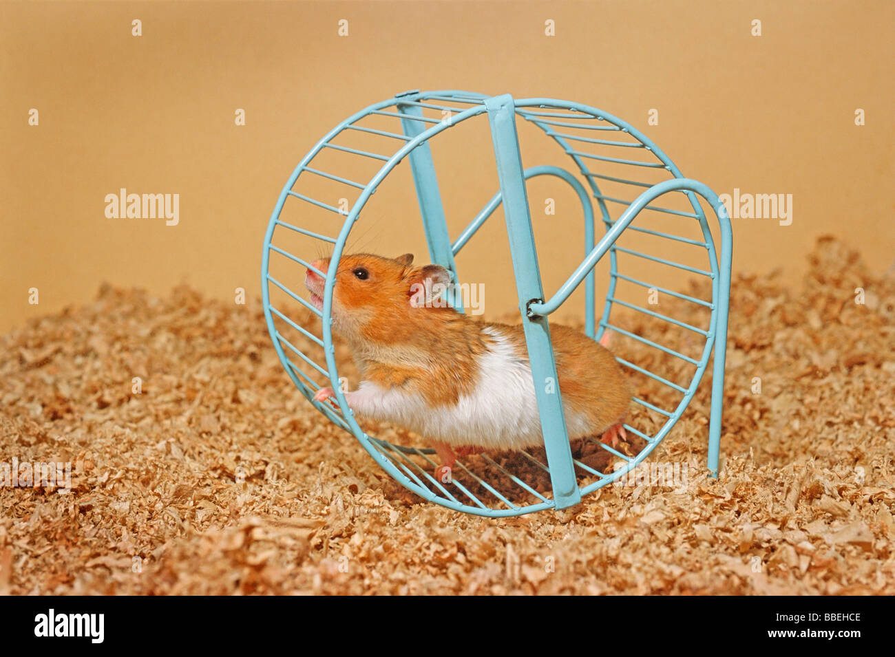 Hamsterrad holz -Fotos und -Bildmaterial in hoher Auflösung – Alamy