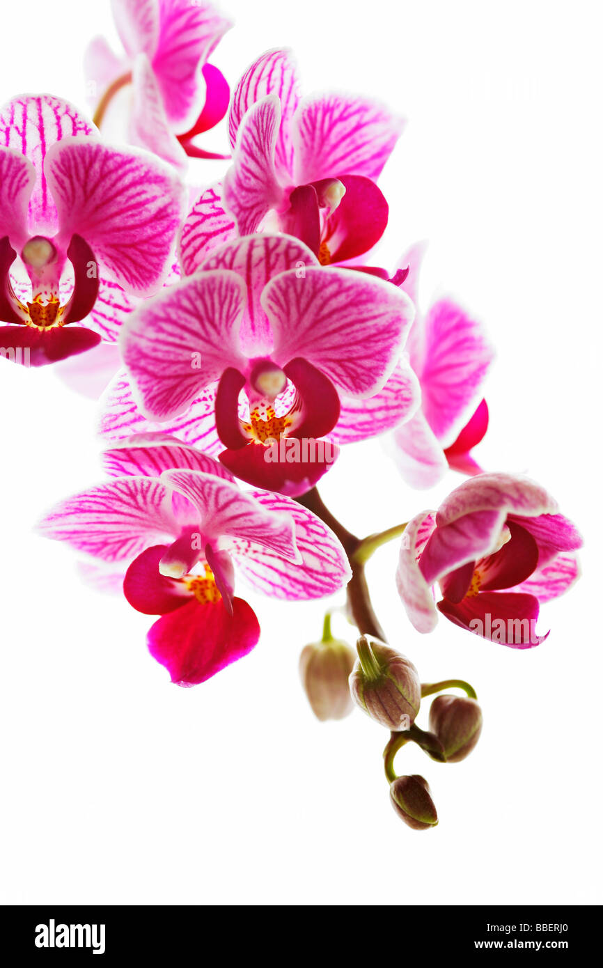 Rote Orchideenblüten Stockfotos & Rote Orchideenblüten Bilder - Alamy