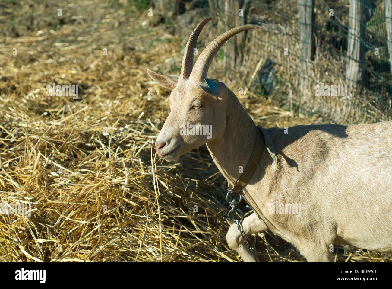 Link bauernhof -Fotos und -Bildmaterial in hoher Auflösung – Alamy
