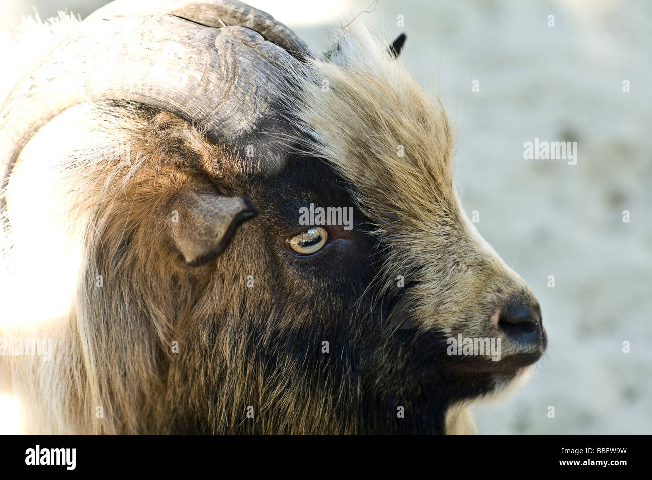 Eine ziege im profil -Fotos und -Bildmaterial in hoher Auflösung – Alamy