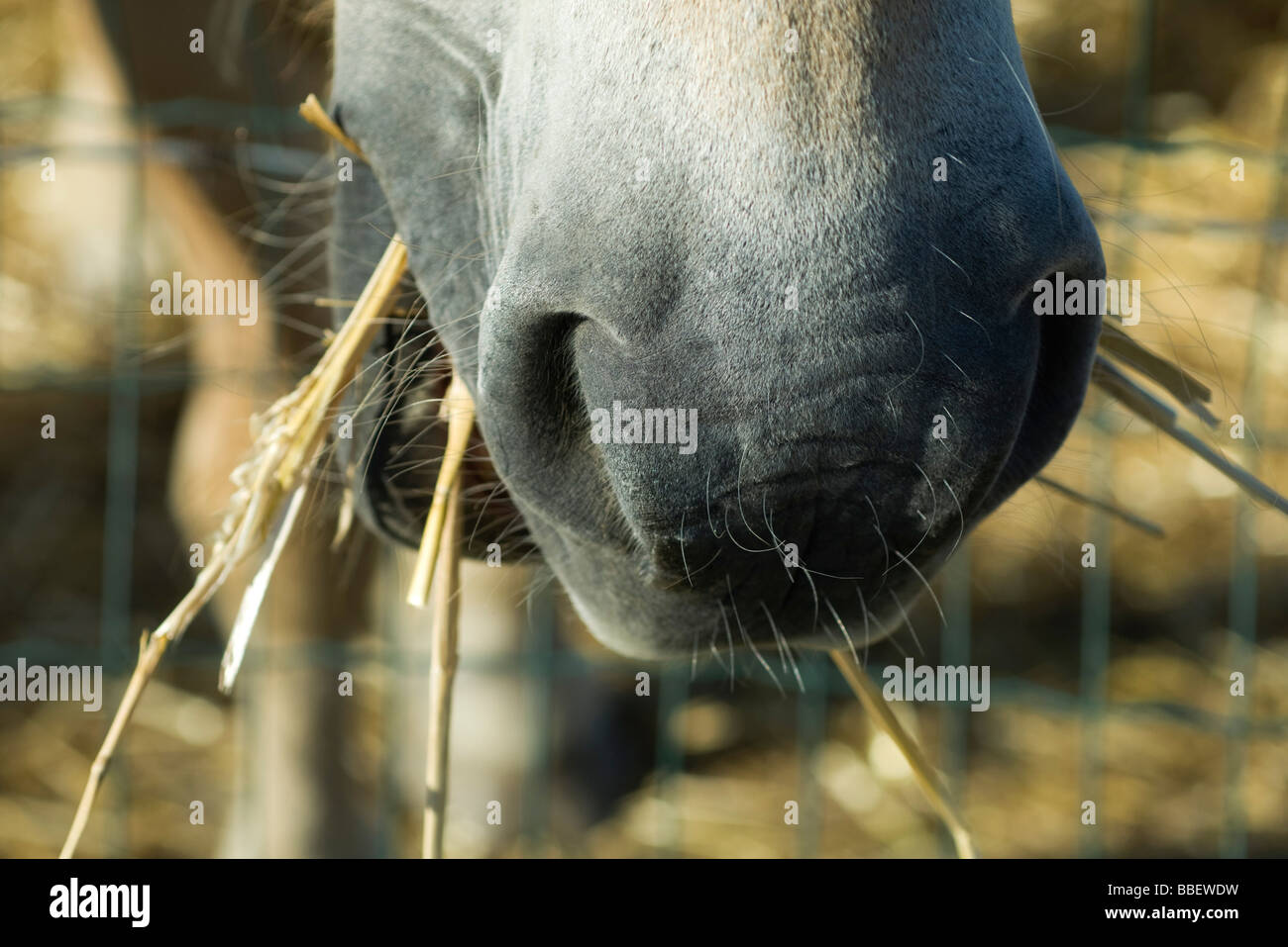 Pferd frisst nahaufnahme -Fotos und -Bildmaterial in hoher Auflösung ...
