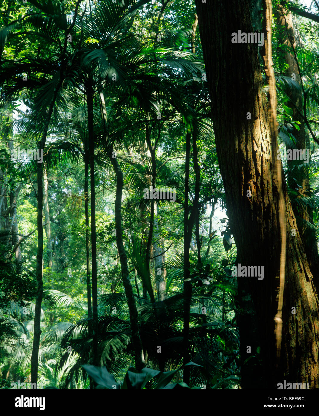 Regenwald amazonas brasilien -Fotos und -Bildmaterial in hoher ...
