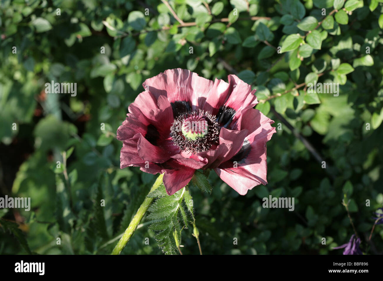 Mohnblumen lila -Fotos und -Bildmaterial in hoher Auflösung – Alamy