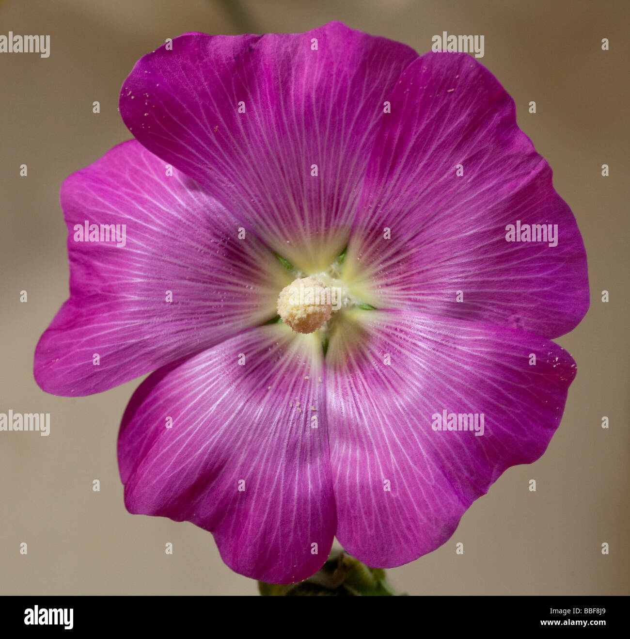 Hibiscus Syriacus rosa Riese Stockfotografie - Alamy
