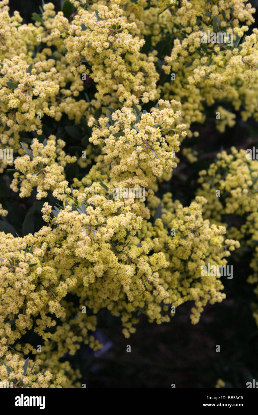 Genista legionensis -Fotos und -Bildmaterial in hoher Auflösung – Alamy